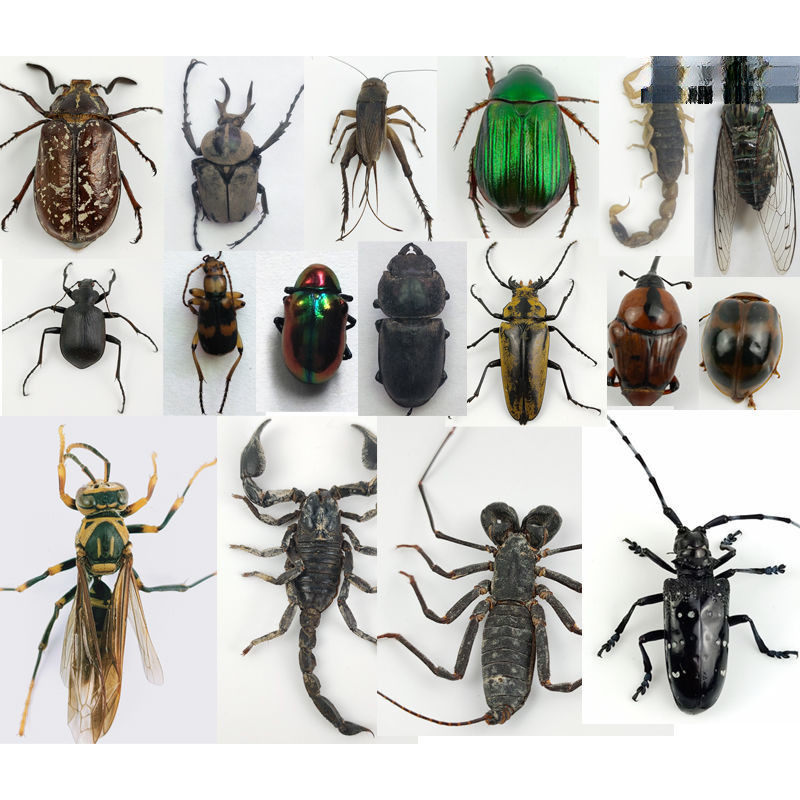 Insect Butterfly Specimen Real Animal Self-selected Stag Beetle ...