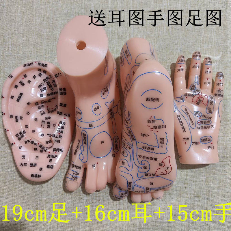 Hand Foot Ear Acupoint Model Foot Reflection Area Simulation Clear ...
