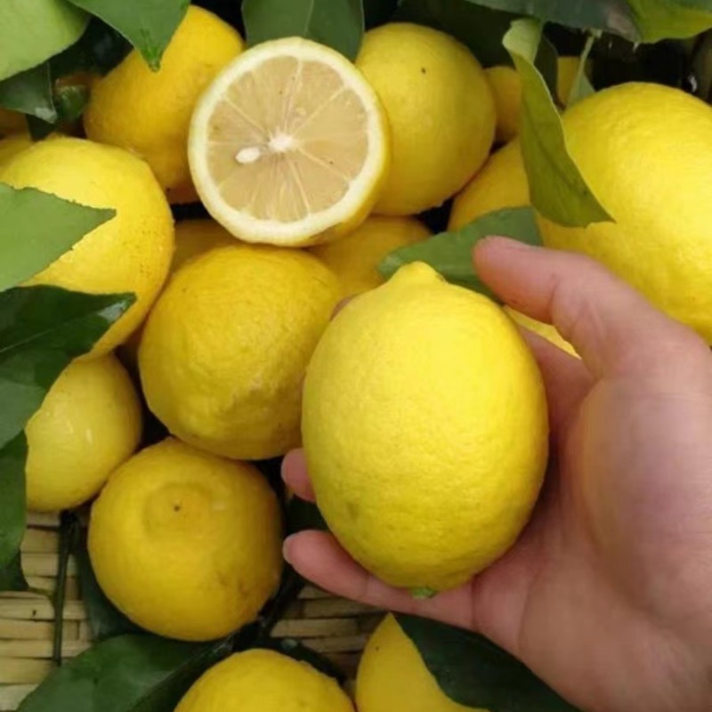7 seeds Yellow Lemon Tree Seeds/Biji benih Pokok Lemon Kuning/黄柠檬树种子 ...