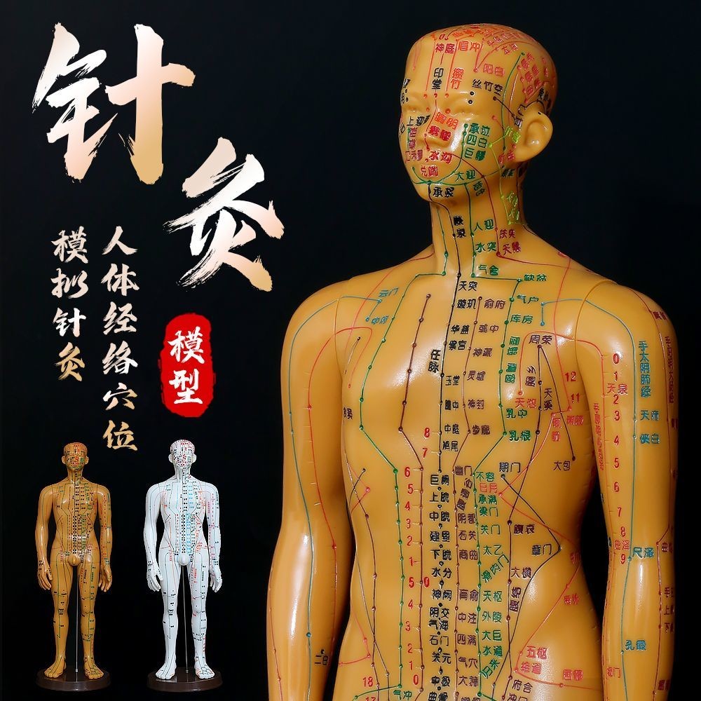 热销！现货！全身穴位图彩图版针灸穴位人体模型Whole Body Acupoint Map Color Plate acupuncture ...