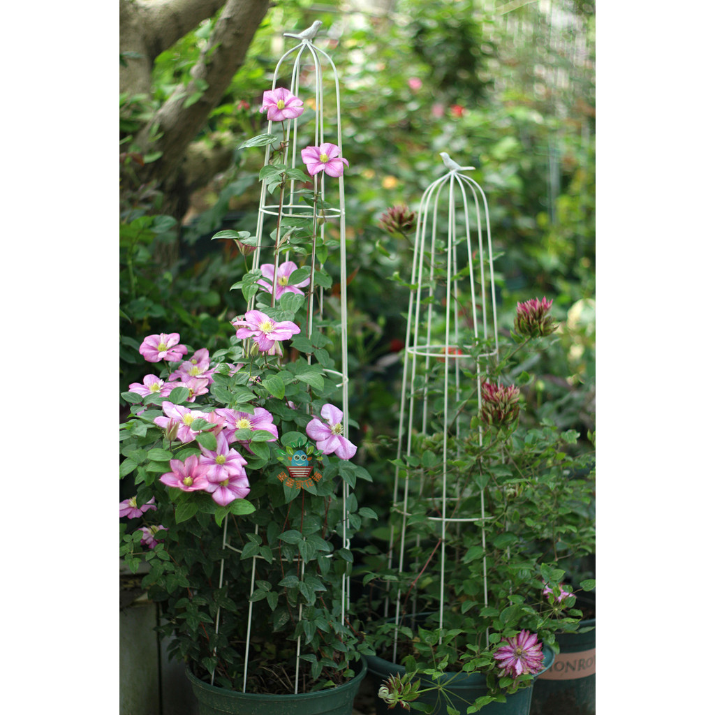 Rangka Memanjat Burung Bulat untuk Bunga Mawar dan Clematis, Tempatan ...