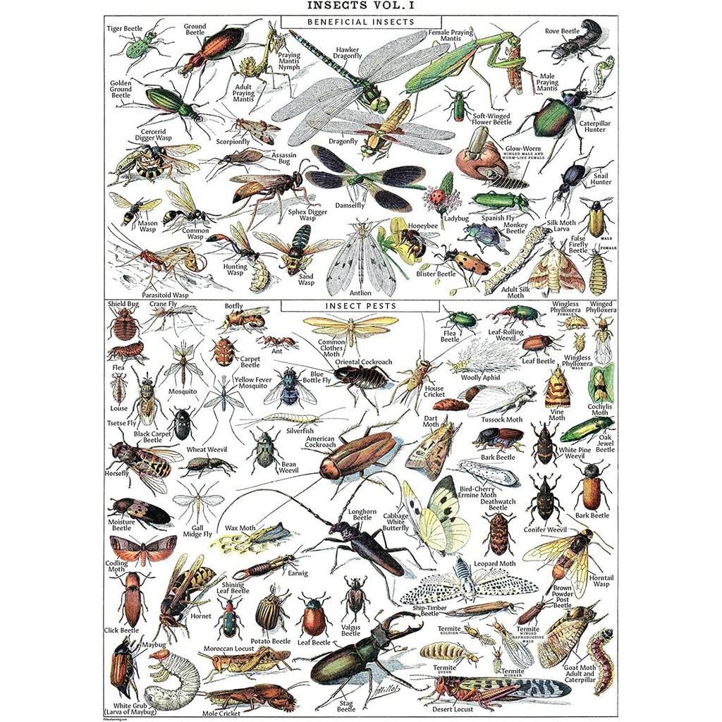 Vintage Insect Poster Print Entomology Identification Reference Chart ...