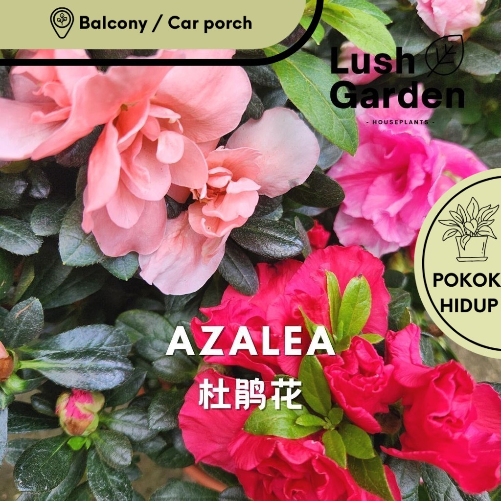 [Ada bunga] Azalea / Rhododendron 杜鹃花 CNY Chinese New Year Flower Live ...