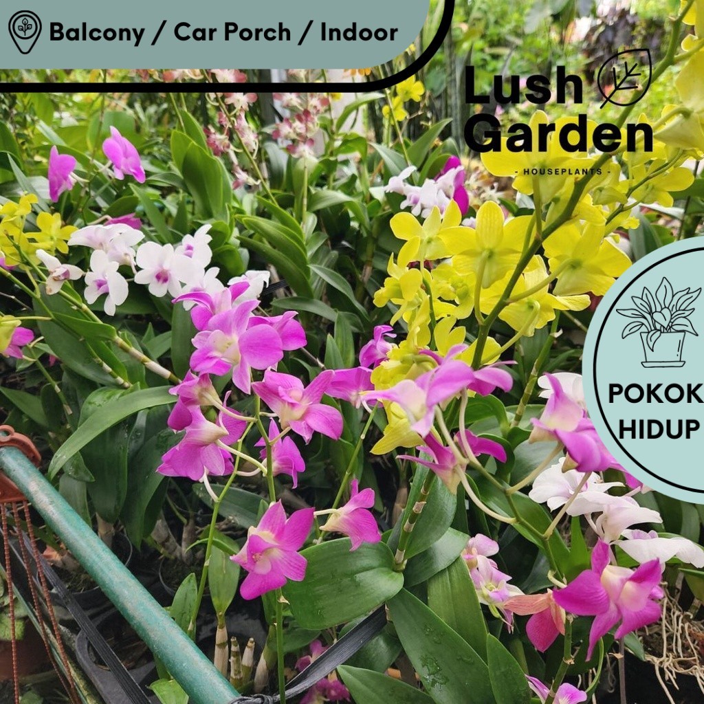 [Ada Bunga] Dendrobium Orchid Orkid 胡姬花 (Random) 105mm Pot Live Plant ...