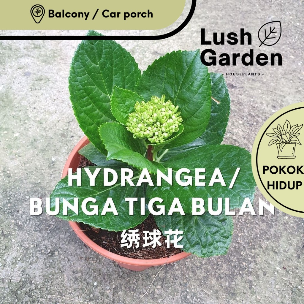 (Ada Bunga) Hydrangea /Bunga Tiga Bulan / Siti Zubaidah 绣球花 140mm Pot ...