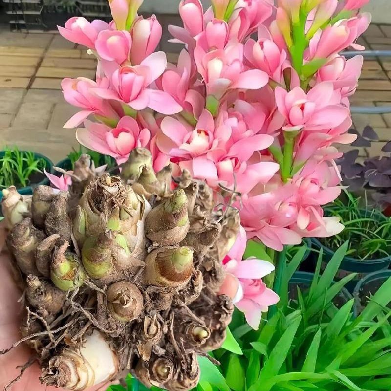 【易养活/花期长】(COD)/Bola Benih Bunga Topaz Malam/Tuberose flower bulb ...