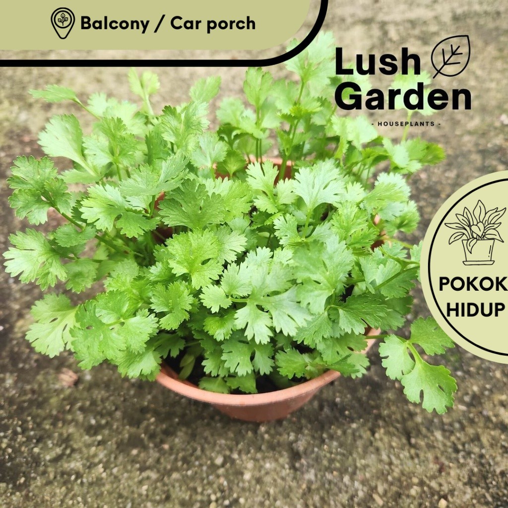 Coriander / Pokok Daun Ketumbar 芫荽 香菜 150mm Pot Herb Edible Live Plant ...