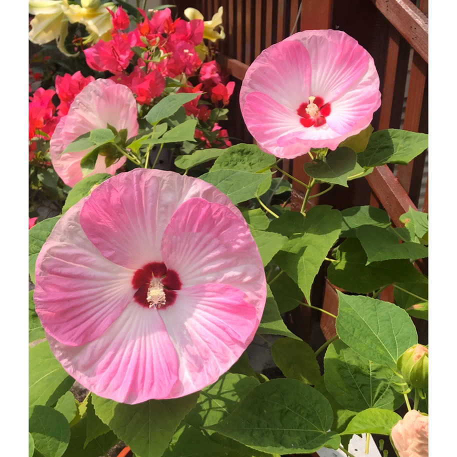 Bunga Raya Besar Tanaman Berpasu Tahan Panas dan Sejuk Halaman Balkoni ...