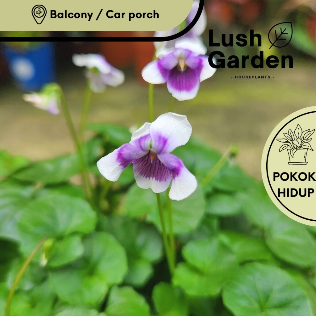 Australia Violet / Viola hederacea 澳洲菫菜 150mm Pot Live Plant Pokok ...