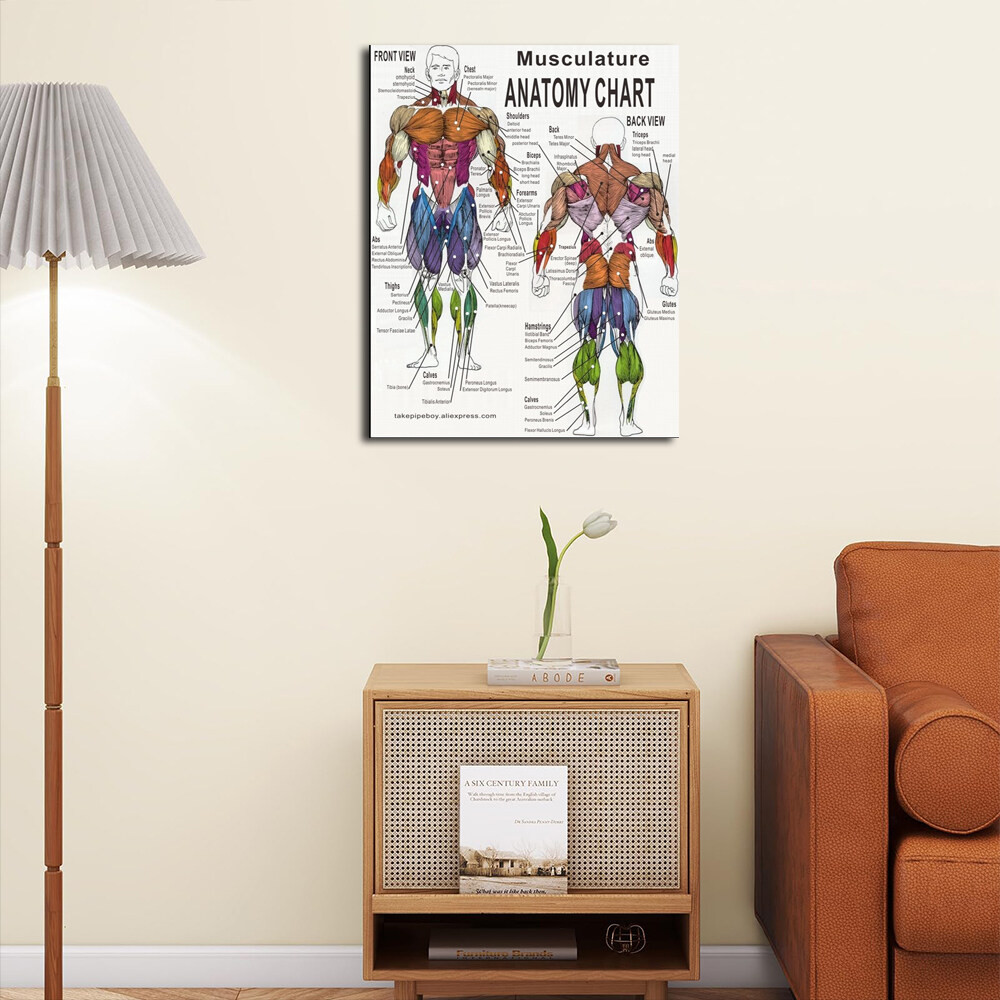 Muscle System Anatomy Poster Chart Human Body Education | Shopee Malaysia