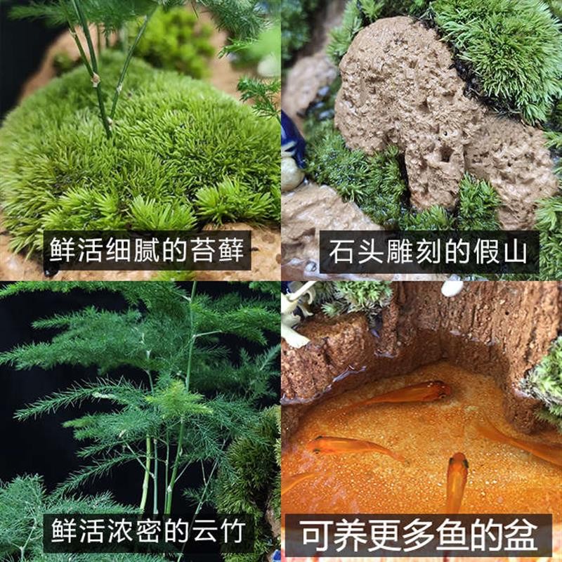 Bonsai Landskap Gunung Jun Salji Podocarpus Asparagus Pakis Pasu ...