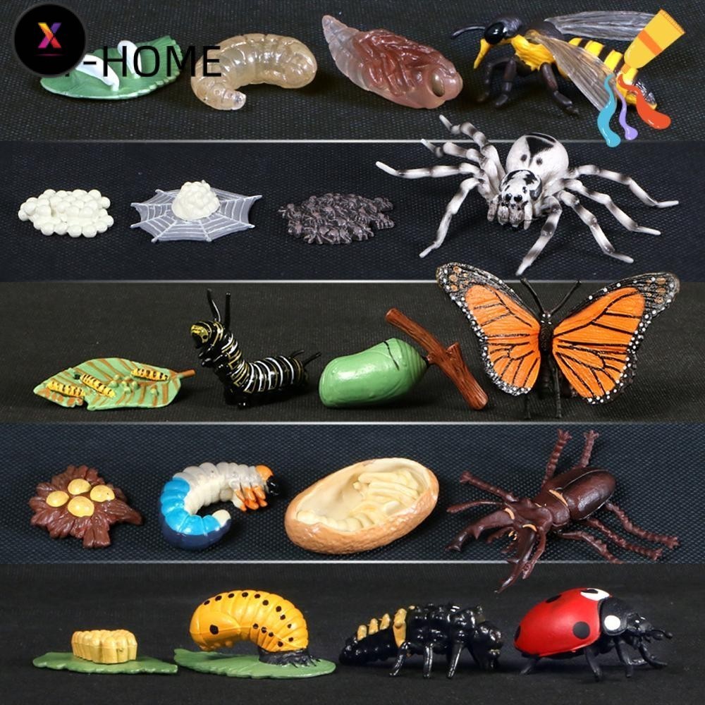 FS Animals Growth Cycle Kids Toy Life Cycle Butterfly Model | Shopee ...