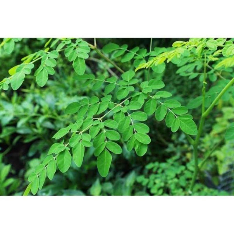 NEW PETIK FRESH MORINGA LEAVES 1kg ADN | Shopee Malaysia