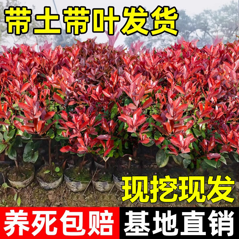 Anak Benih Cypress Batu Daun Merah Empat Musim Vila Malar Hijau Halaman ...