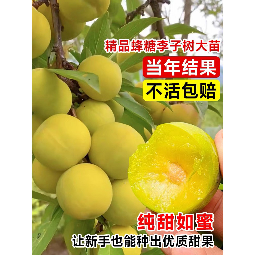 Anak Benih Plum Gula Lebih Besar Varieti Baru Plum Tanpa Tulang Manis ...