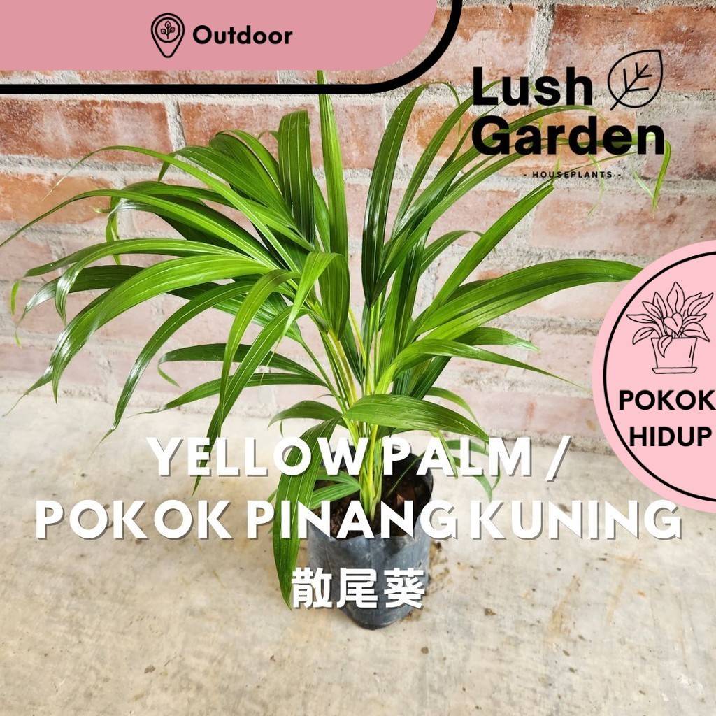Yellow Palm / Areca Palm / Pokok Pinang Kuning 散尾葵 Outdoor Live Plant ...