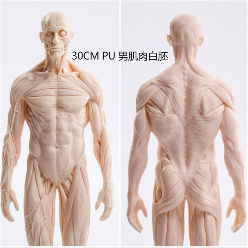 Simulation Painting Copying Human Body Sculpture Human Body Structure Anatomy CG Reference Model ...