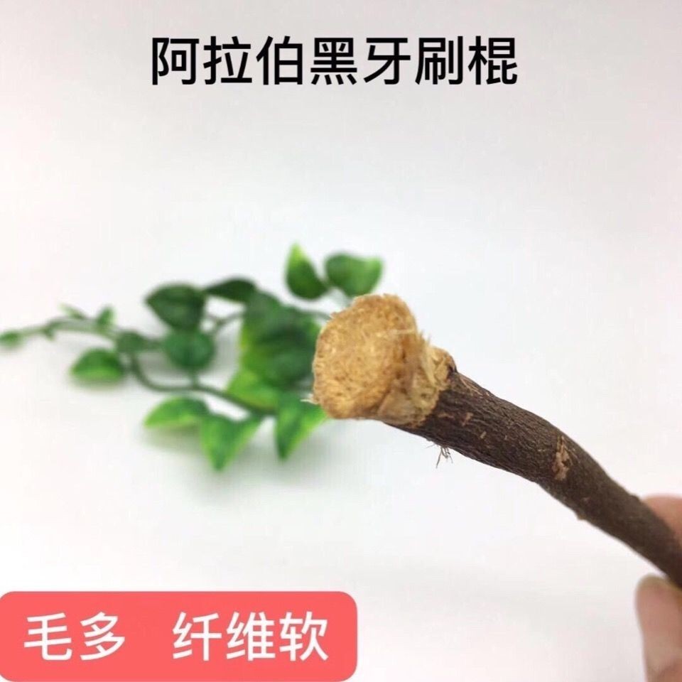 Arabian Toothbrush Stick African Branch Toothbrush Plant Miswak Miswak ...