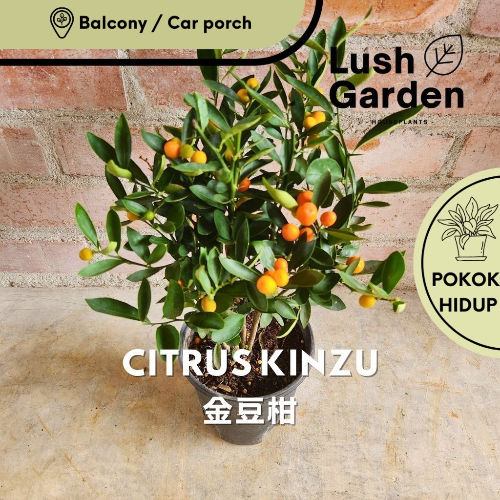 Citrus Kinzu 金豆柑 120mm Pot CNY Live Plant Pokok Hiasan Pokok Buah Limau ...