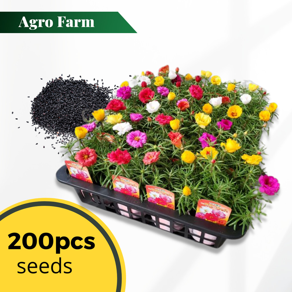 【Ready Stock】🎈Japanese Rose Seed / Rose Moss Flower Seed / Biji Bunga ...