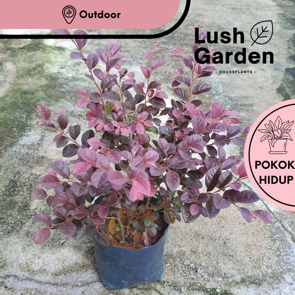 [Bushy] Loropetalum/ Chinese Fringe Flower/ Pokok Kesinai Merah 红继木 ...