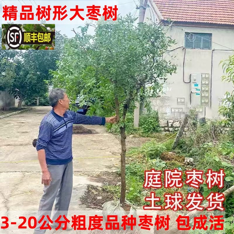 Anak Benih Hidup Pokok Jujube dengan Bebola Tanah untuk Menanam dan ...