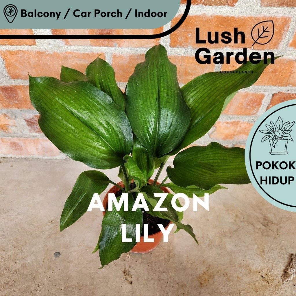 Amazon Lily / Eucharis Grandiflora 亚马逊百合 150mm Pot Indoor Live Plant ...