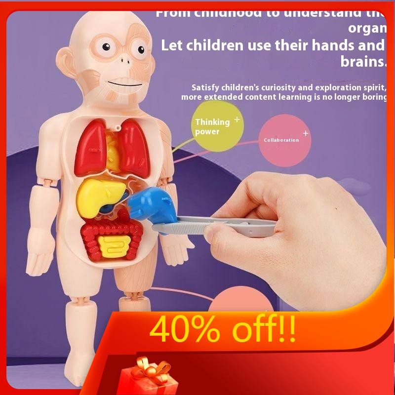 [In stock] Human body structure model children's educational toys ...