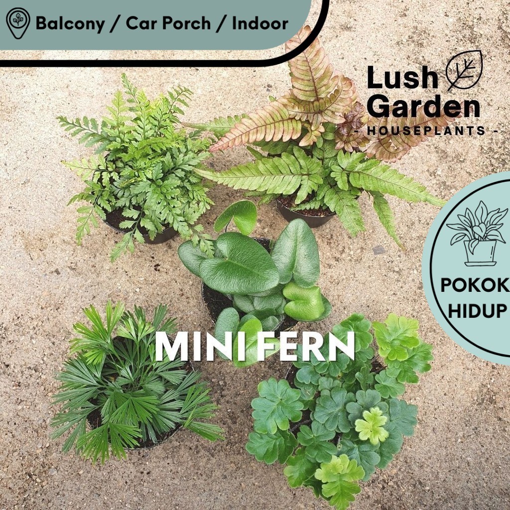 Mini Fern Heart Leaf Fern/ Antenna Fern/ Eyelash Fern/ Pteris 80mm Pot ...