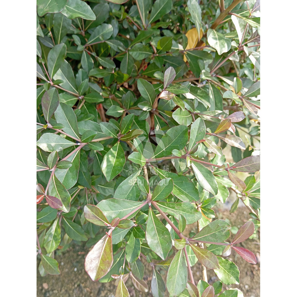 (Real Plant) Bucida Molinetii / Terminalia Molinetii / Spiny Black ...