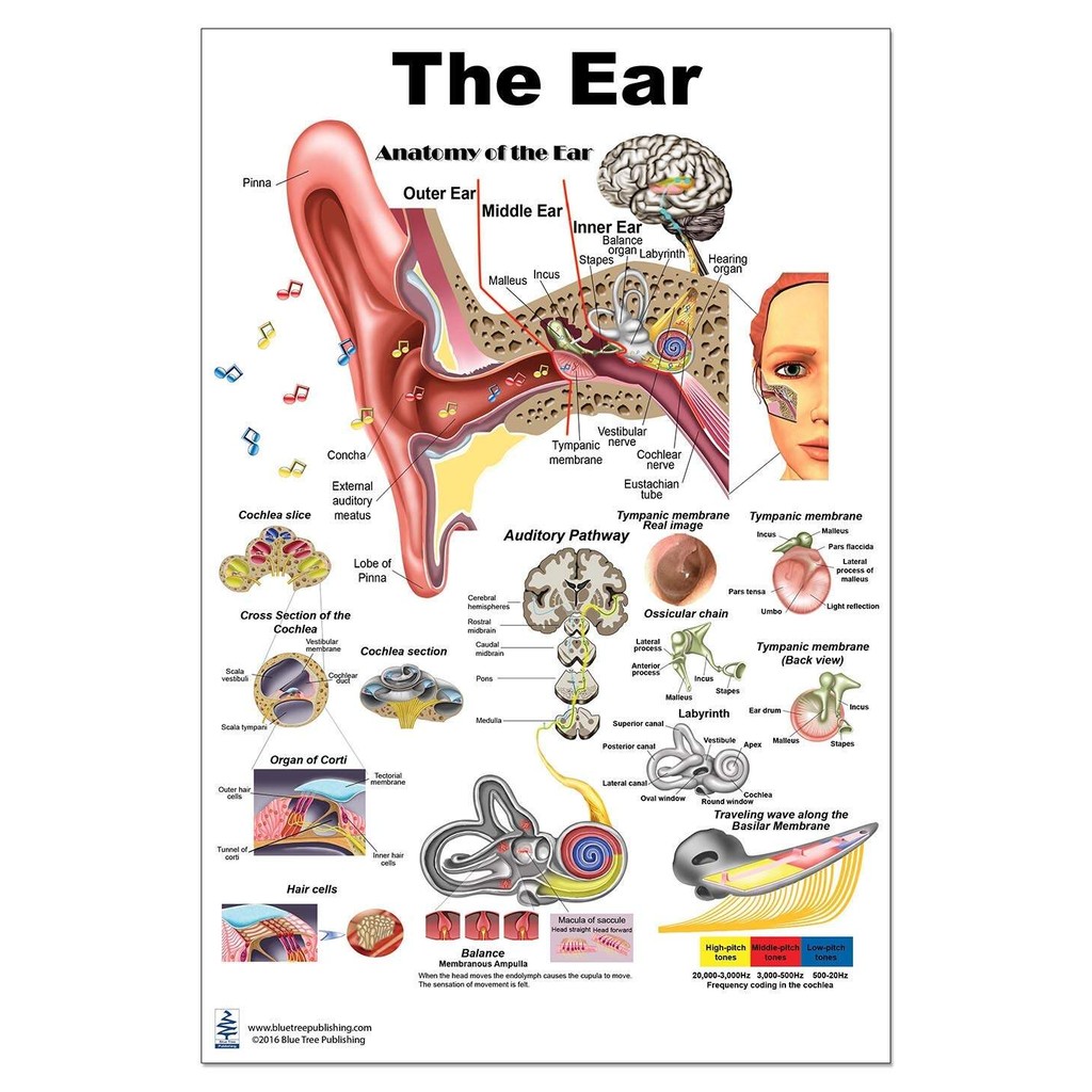 The Ear Poster Anatomy Organs of Hearing and Balance | Shopee Malaysia