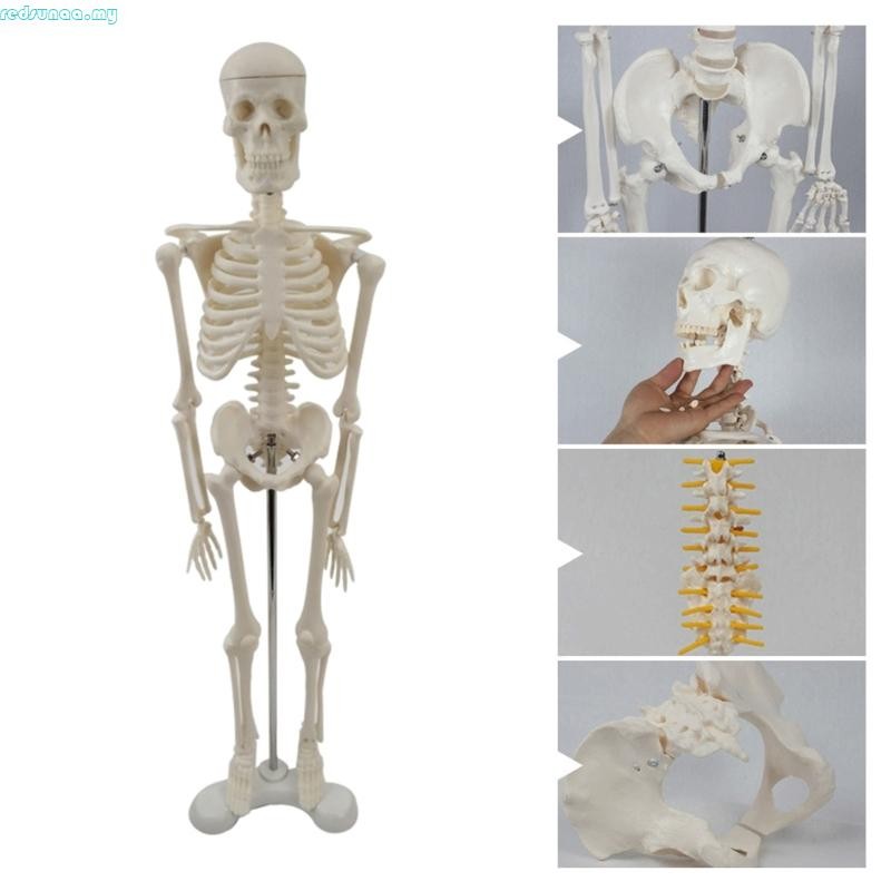 redsunaa Human Skeleton Model for Anatomy 17 Mini Human Skeleton Model ...