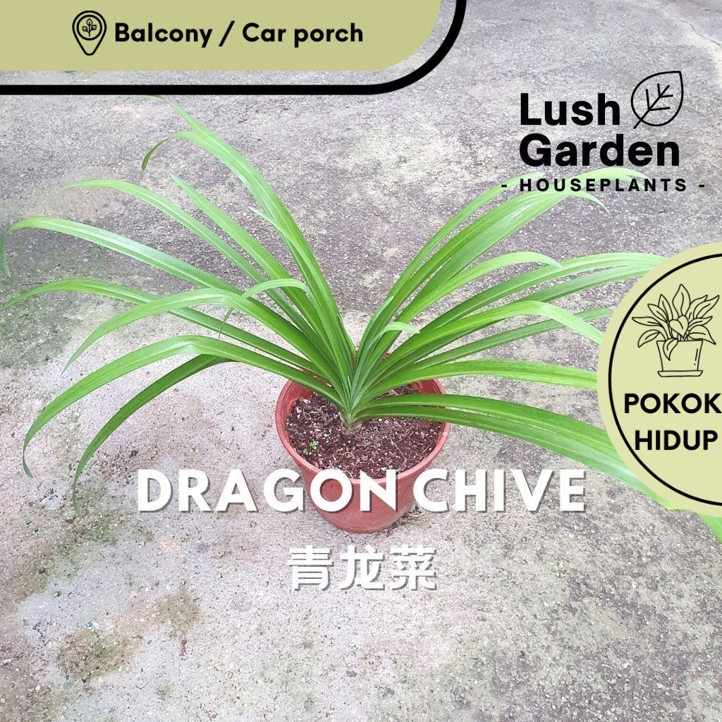 Dragon Chive / Royal Chive / Kuchai Besar / 青龙菜 150mm Pot Vegetable ...