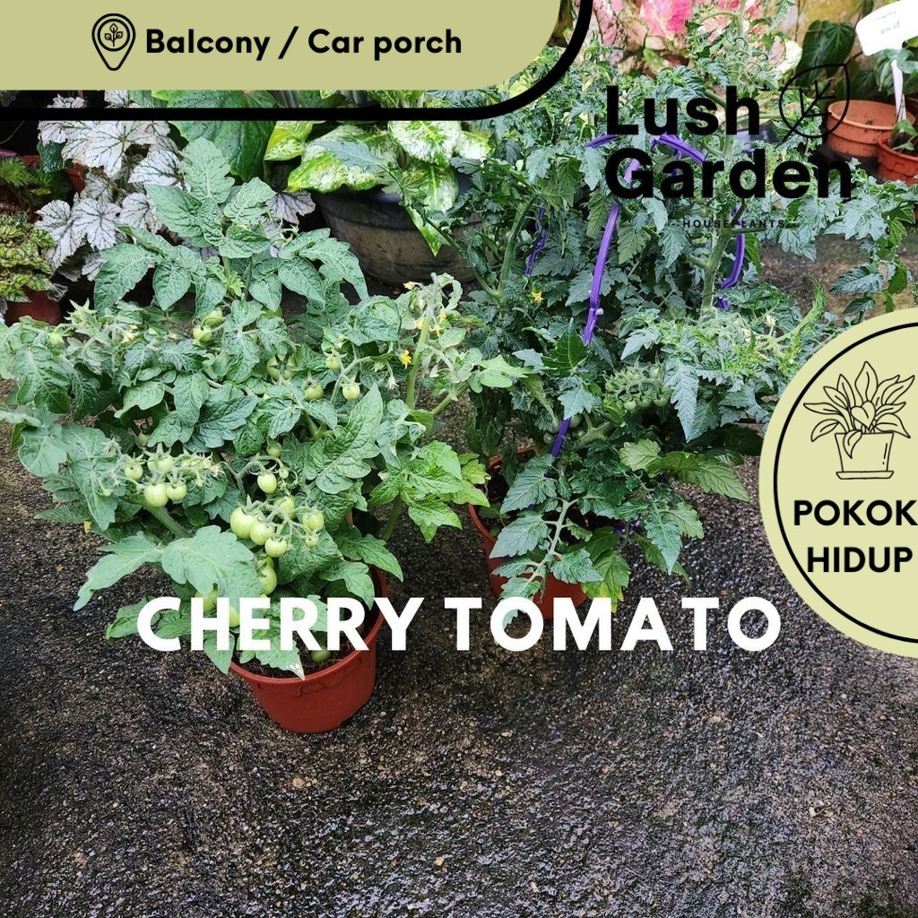 Cherry Tomato Tree/ Pokok Cherry Tomato 樱桃番茄 Anak Pokok Hidup Buah Fruit Tree 150mm Pot Live ...