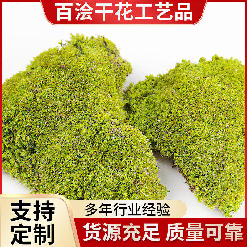 Lumut abadi, lumut rambut putih abadi segar, pasu bunga landskap mikro ...