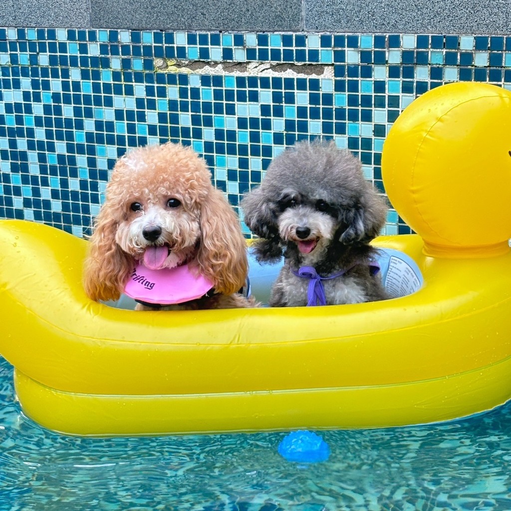 【Double Dog Floating Boat】- Inflatable Pool for Small Dogs | Leak-Proof ...