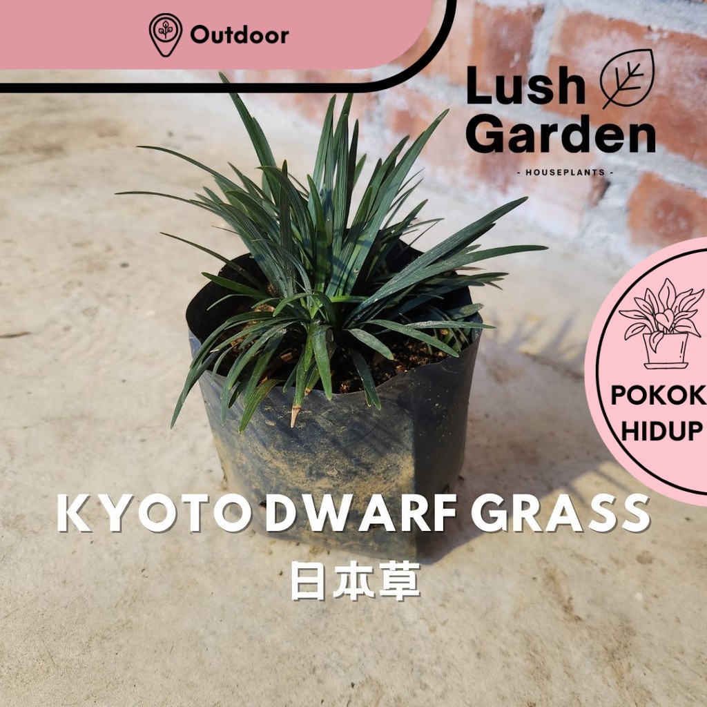 Kyoto Dwarf Grass / Ophiopogon Japonicus Nanus / Rumput Kuchai Kyoto ...