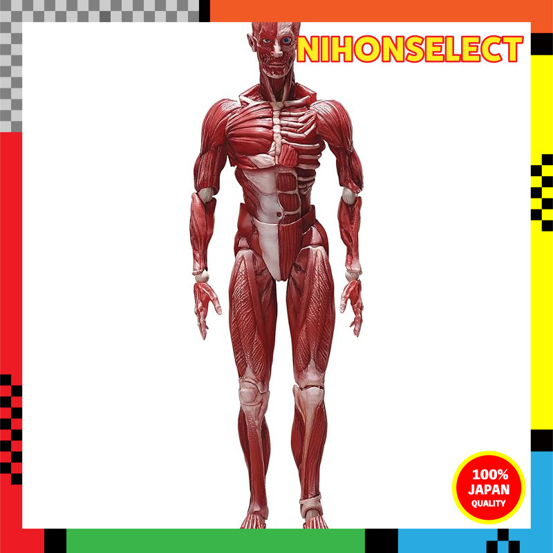 Figma Human Body Model Non-Scale ABS&PVC Painted Articulated Figure ...