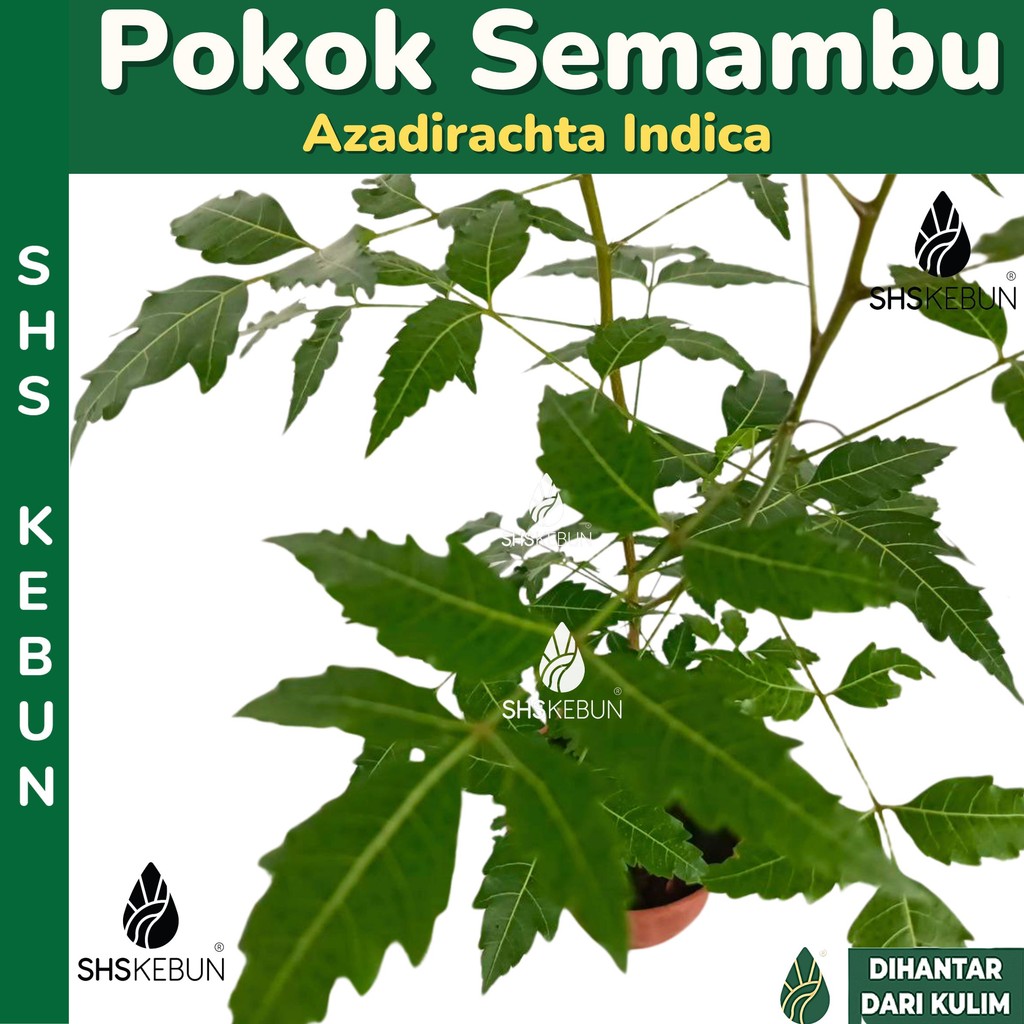 Pokok Semambu Hidup Pokok Neem Pokok Herba Neem Plant Pokok Mambu Live ...