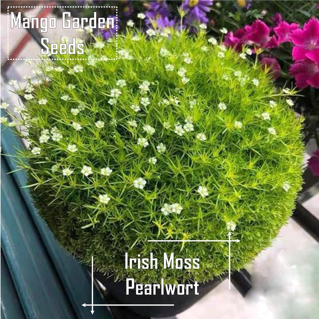 Irish Moss Pearlwort Grass Seeds - 20 Seed *Pot Friendly* Tanam Pasu ...