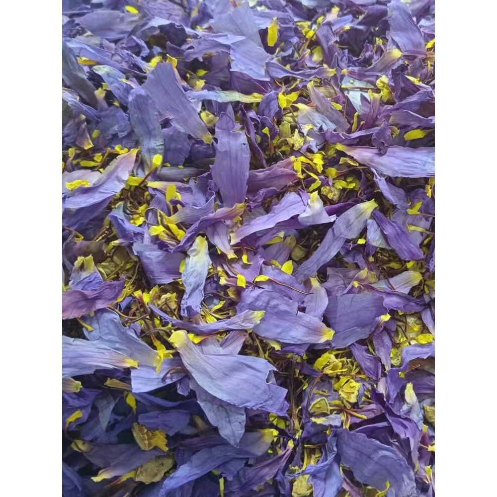 Serpihan Bunga Teratai Biru Kering Suhu Rendah Lily Air Biru Nymphaea ...