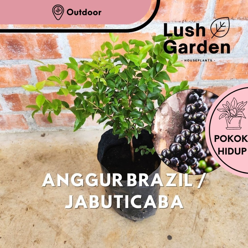 Anggur Brazil / Jabuticaba 嘉宝果 巴西树葡萄 | Outdoor Fruit Tree Live Plant ...
