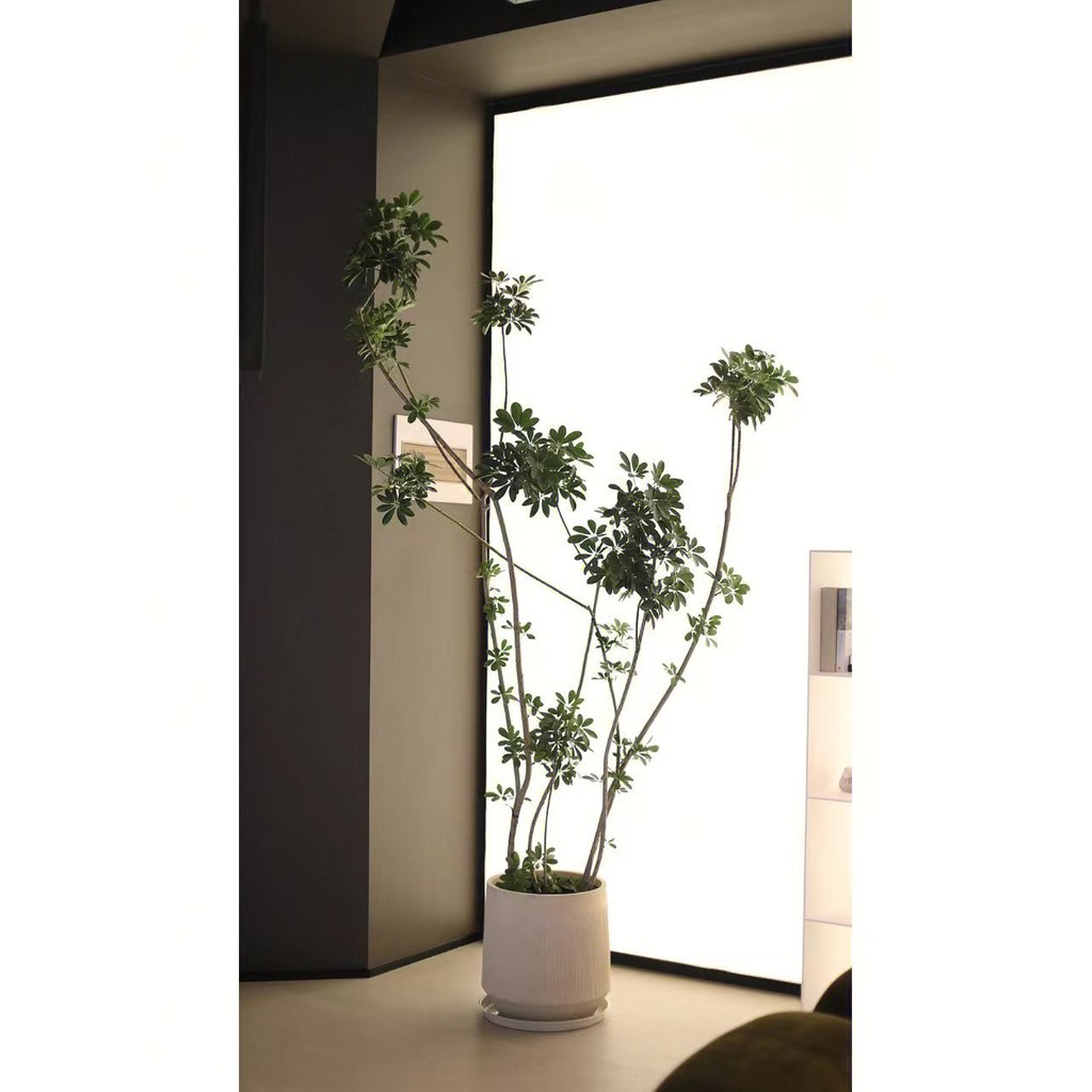 Menggayakan Kayu Kaki Itik Ruang Tamu Balkoni Pejabat Pembersih Udara ...