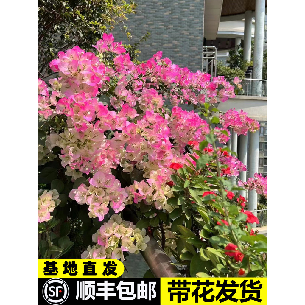 Tumbuhan Berpasu Bougainvillea dengan Bunga, Anggur Memanjat Ceri Hijau ...