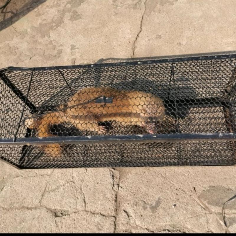 捕猫笼捕猫神器全自动捕猫笼子抓猫神器救助猫笼捉猫捕鼠逮猫工具Cat Cage Catching Tool Fully Automatic ...