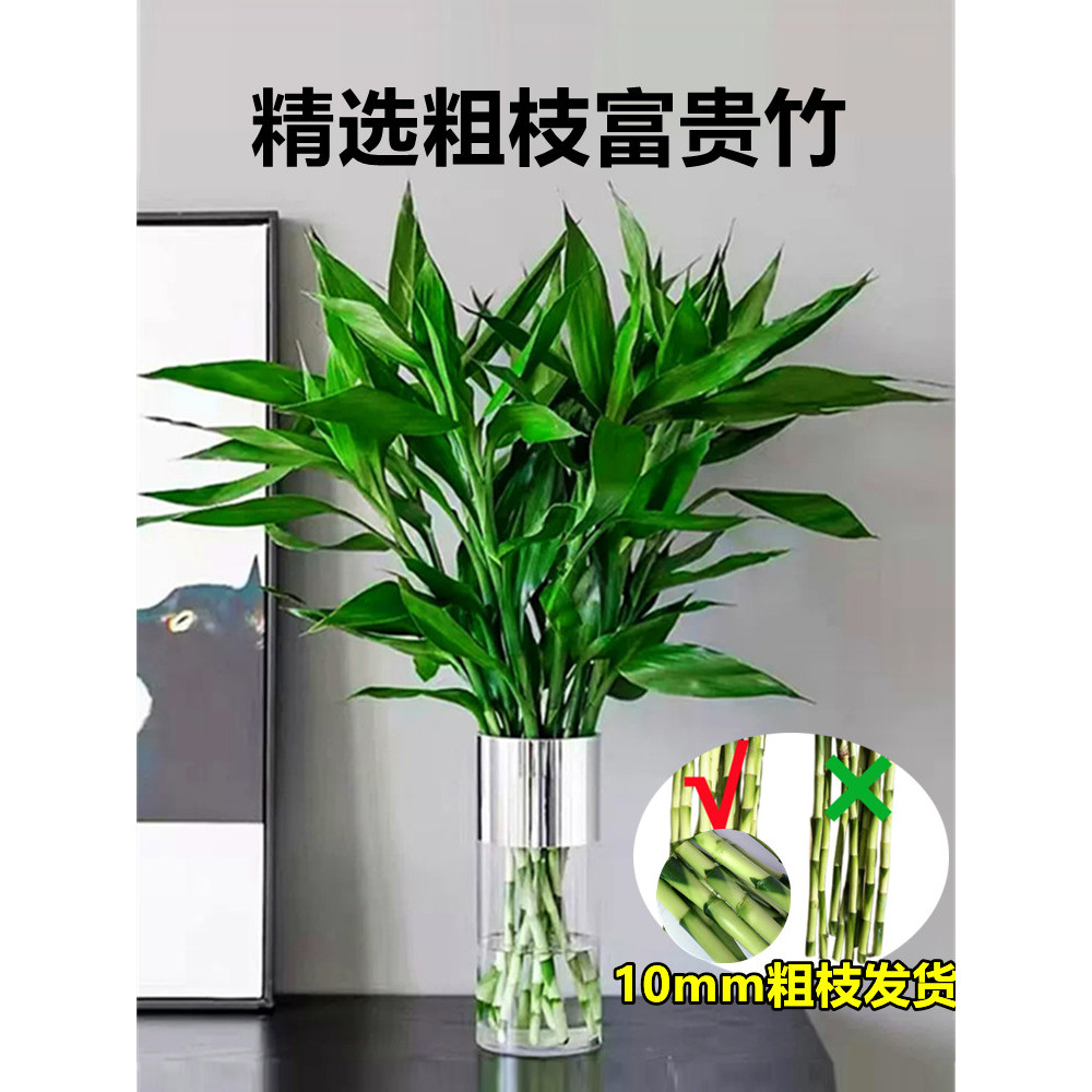 Penanaman Air Tanaman Hidroponik Buluh Bertuah Batang Tebal Kemakmuran ...