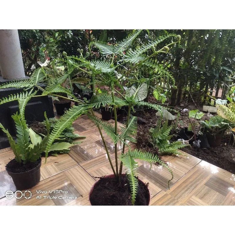 CHESS FERN PLANT KING FERNS NAIL ADN | Shopee Malaysia