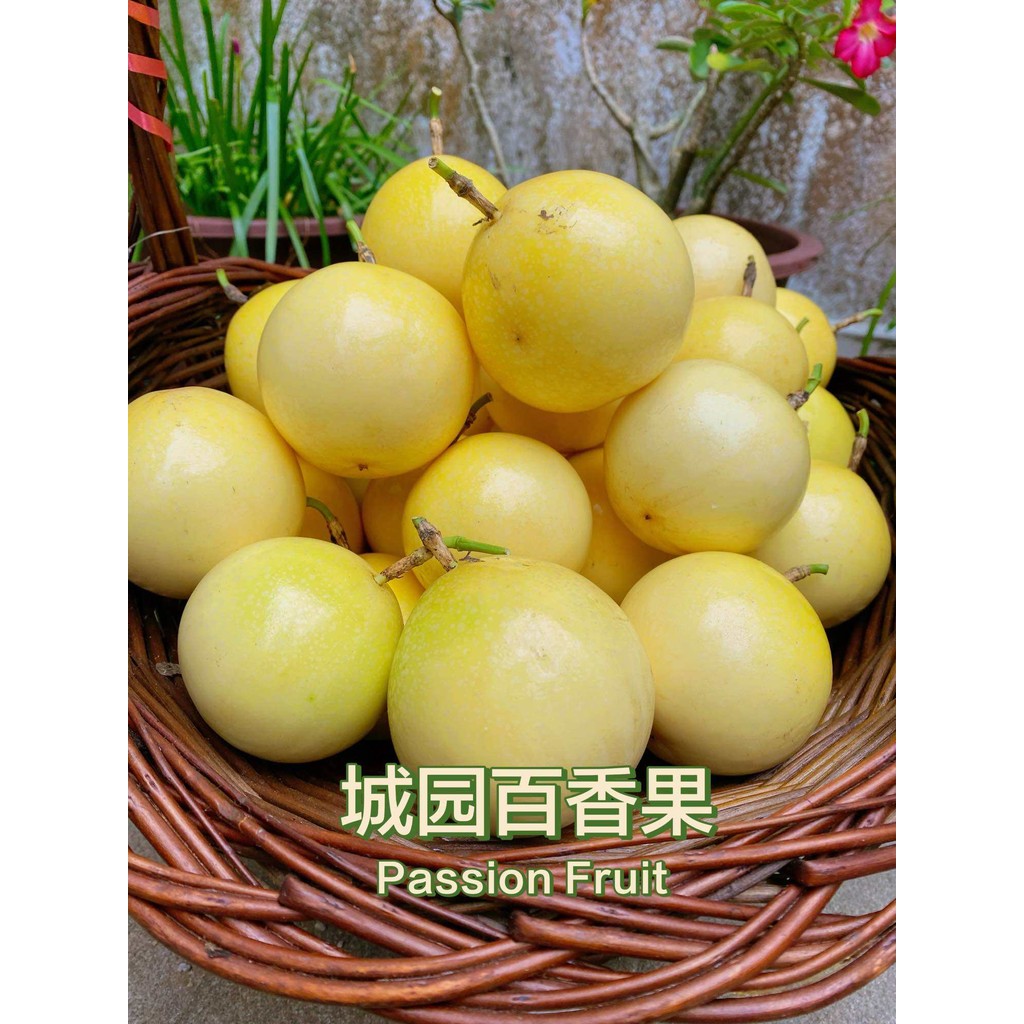 (1kg - 15pcs) Passion Fruit Panama Golden Rose 100% Sweet Buah Markisa ...