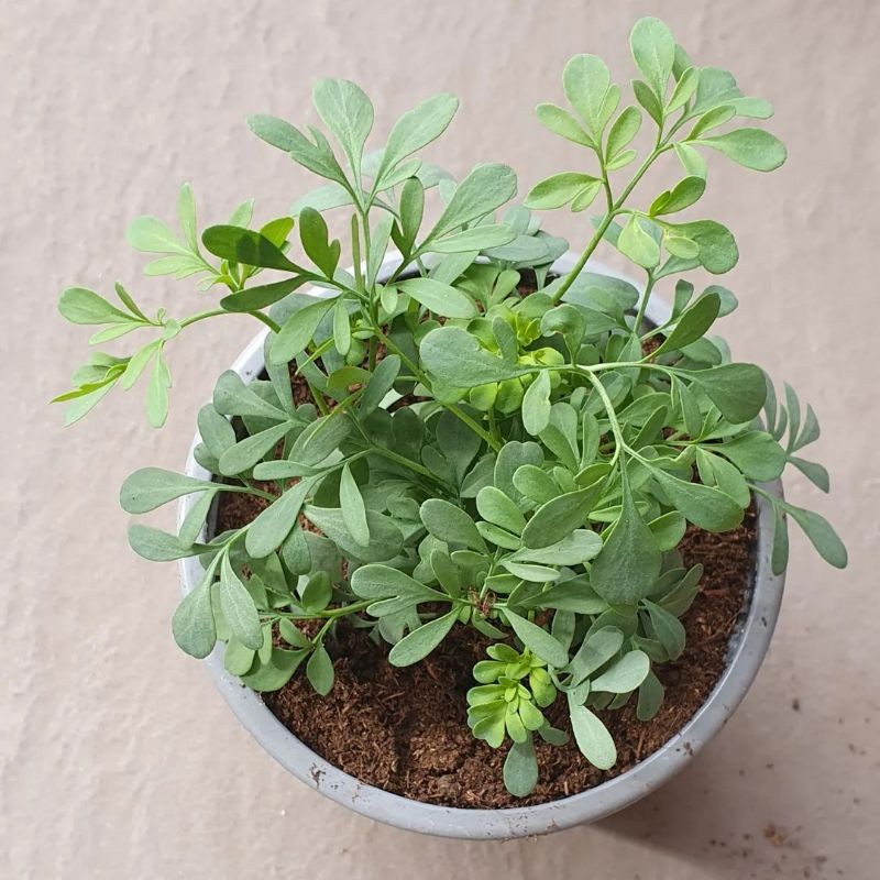 Best Selling Promo herbal plants inggu leaves / weeks godong / anruda ...