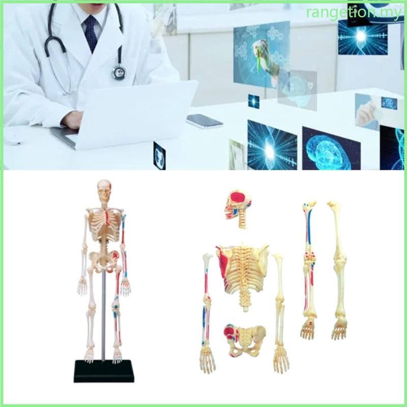 RAN Human Bone Model Mini Human Skeleton Model with Movable Arms and ...